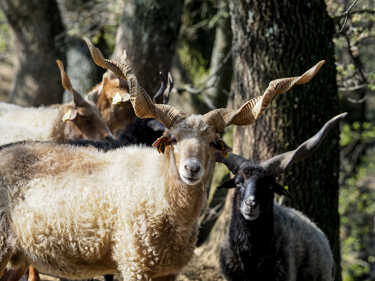 Le parc 1001 cornes fêtes ses 20 ans