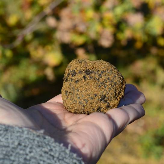 Découvrez la truffe le temps d'un week-end